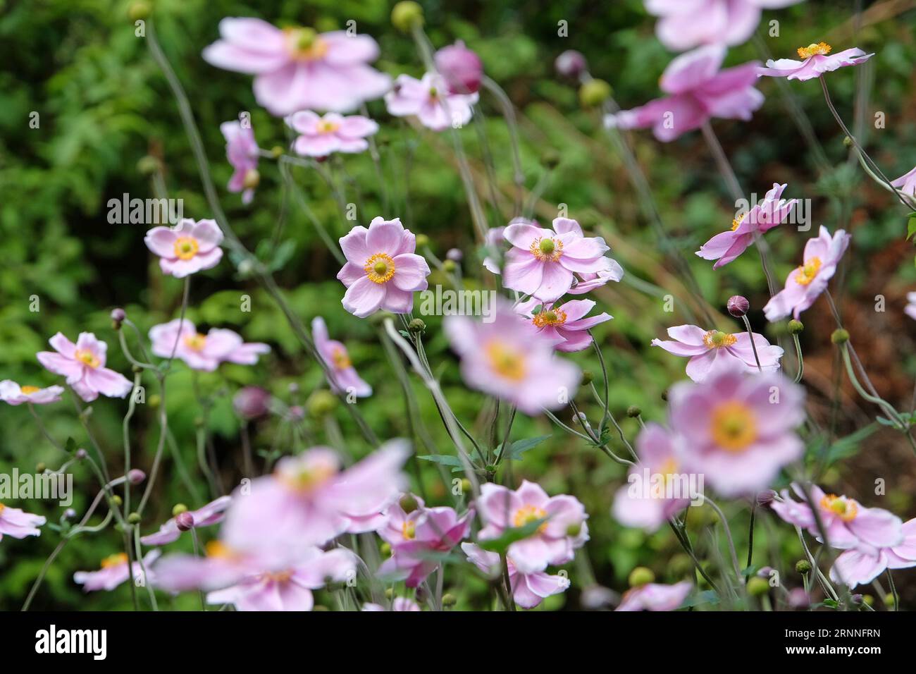 Soft pink Japanese Anemone hybrida 'RobustissimaÕ, also known as a ...
