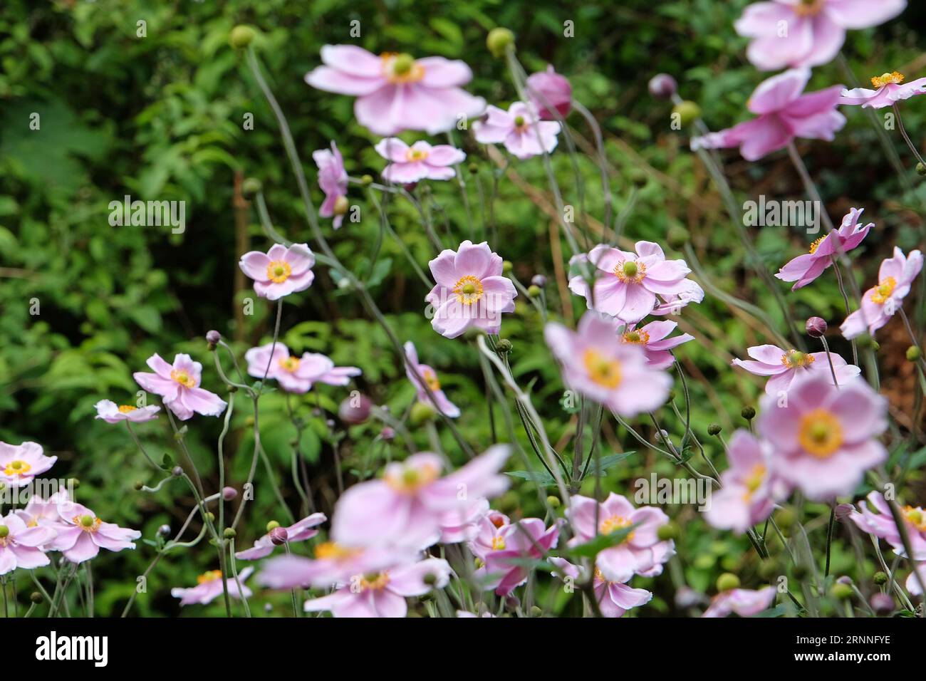Soft pink Japanese Anemone hybrida 'RobustissimaÕ, also known as a ...