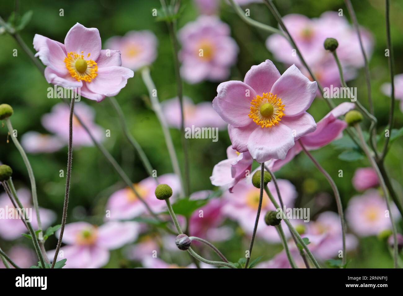 Soft pink Japanese Anemone hybrida 'RobustissimaÕ, also known as a ...