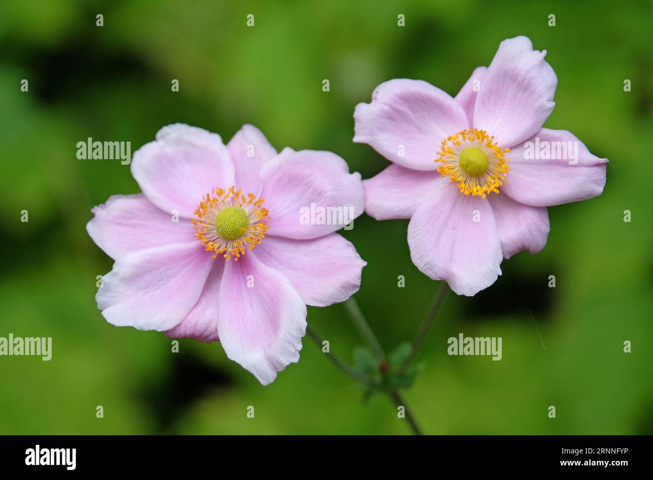 Soft pink Japanese Anemone hybrida 'RobustissimaÕ, also known as a ...