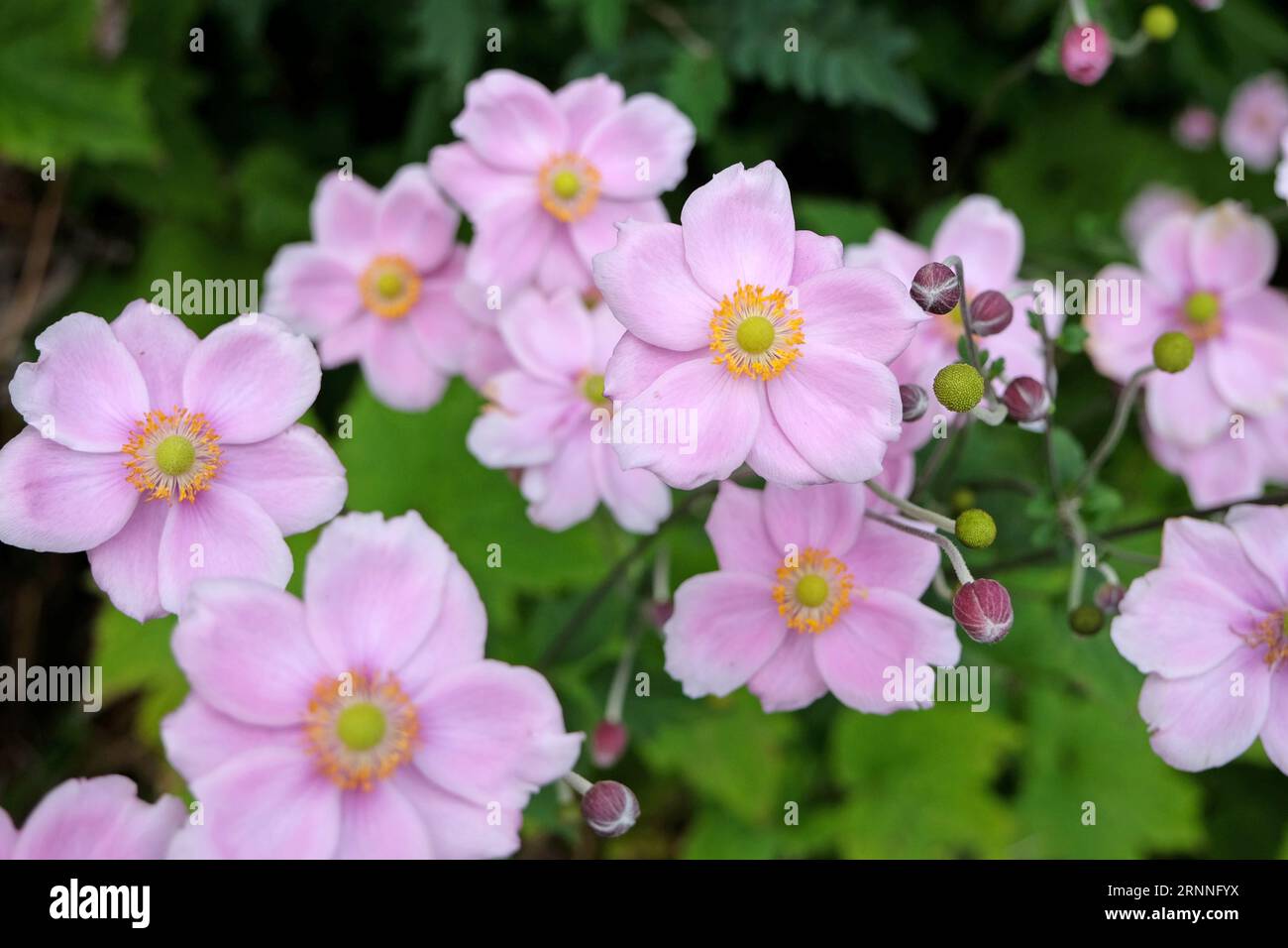 Soft pink Japanese Anemone hybrida 'RobustissimaÕ, also known as a ...