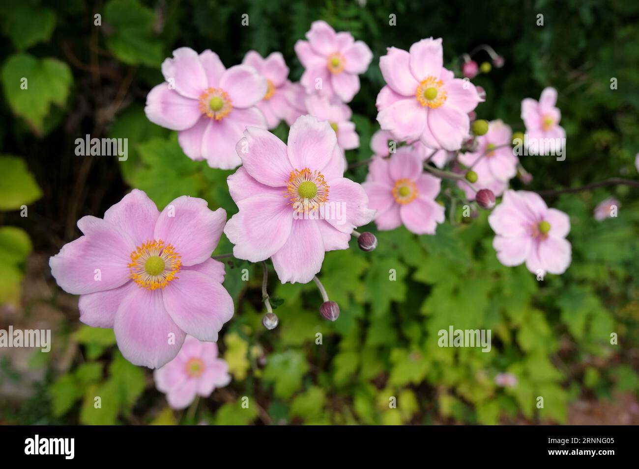 Soft pink Japanese Anemone hybrida 'RobustissimaÕ, also known as a ...