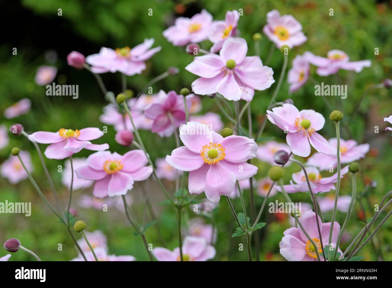 Soft pink Japanese Anemone hybrida 'RobustissimaÕ, also known as a ...