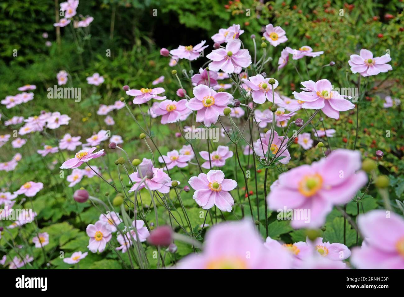 Soft pink Japanese Anemone hybrida 'RobustissimaÕ, also known as a ...