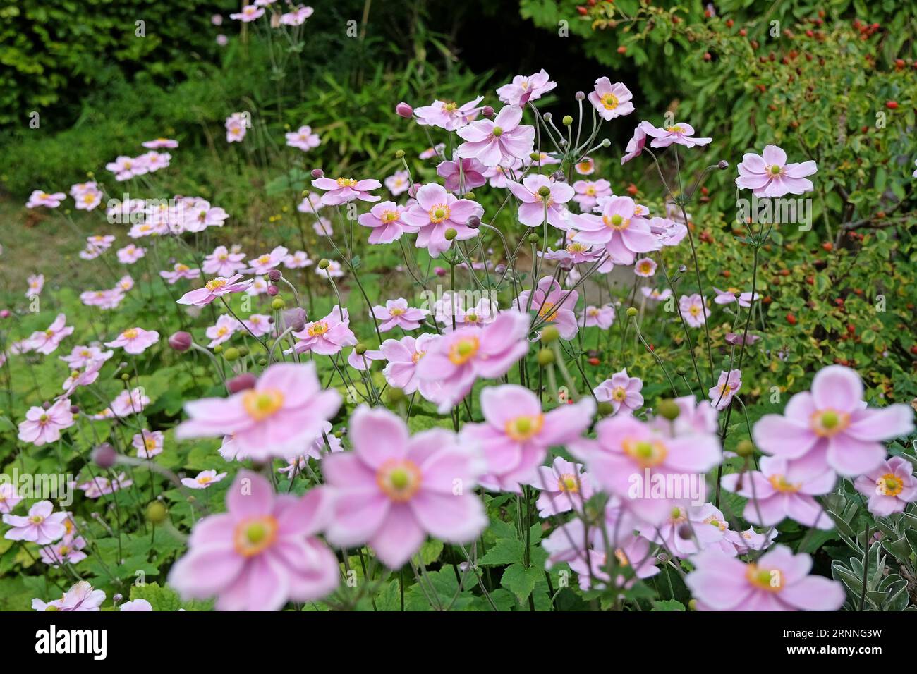Soft pink Japanese Anemone hybrida 'RobustissimaÕ, also known as a ...