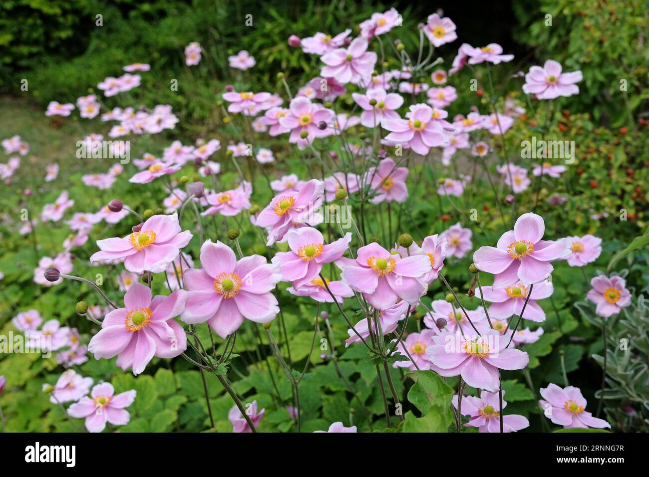Soft pink Japanese Anemone hybrida 'RobustissimaÕ, also known as a ...