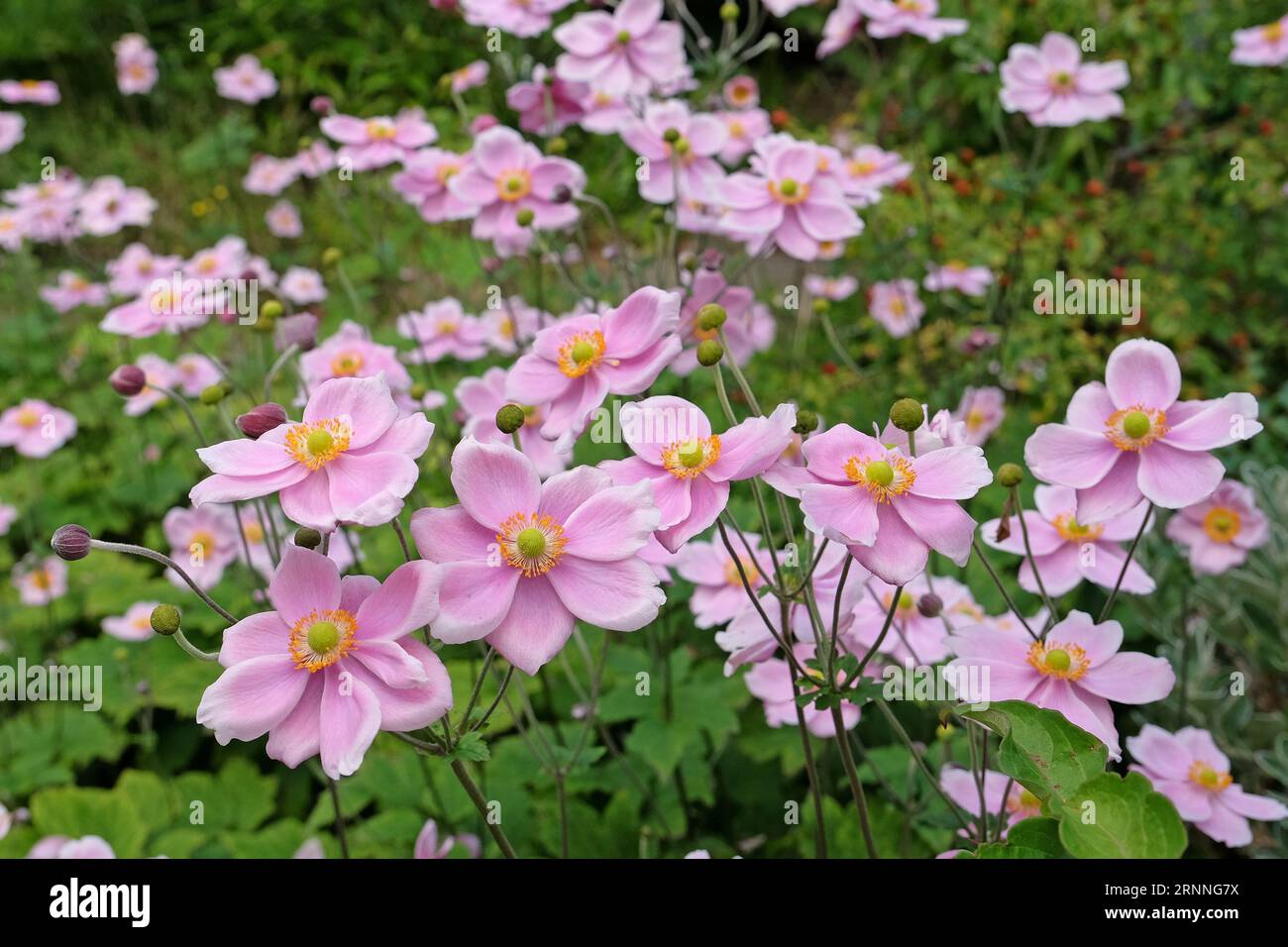 Soft pink Japanese Anemone hybrida 'RobustissimaÕ, also known as a ...