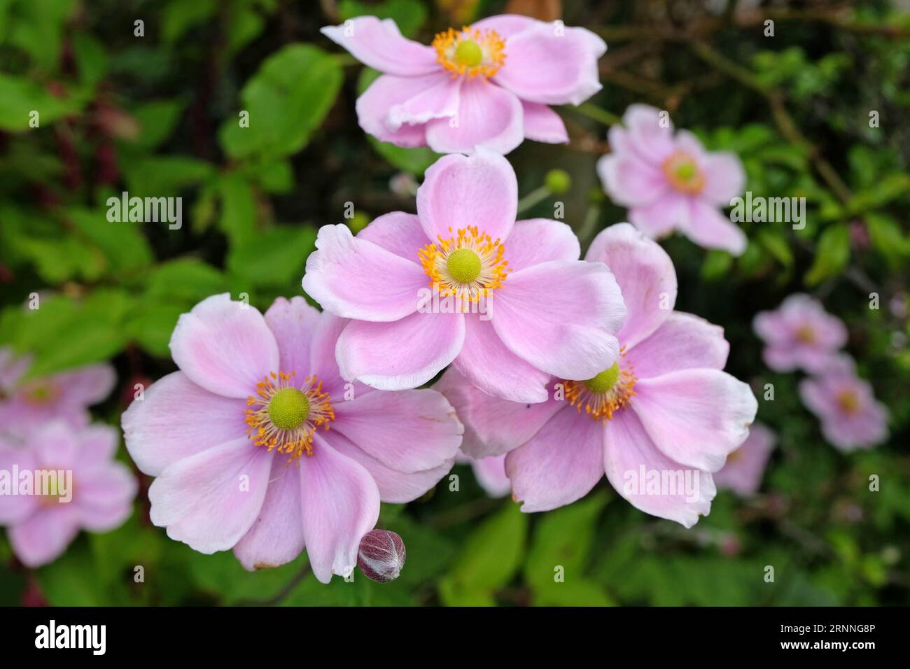 Soft pink Japanese Anemone hybrida 'RobustissimaÕ, also known as a ...
