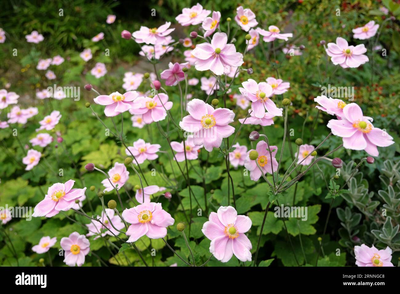 Soft pink Japanese Anemone hybrida 'RobustissimaÕ, also known as a ...