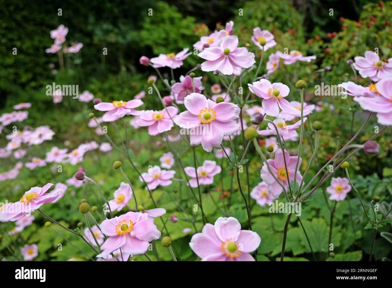 Soft pink Japanese Anemone hybrida 'RobustissimaÕ, also known as a ...