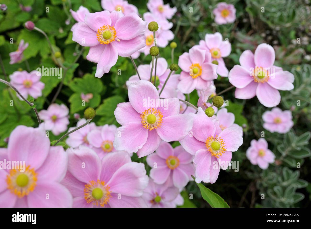 Soft pink Japanese Anemone hybrida 'RobustissimaÕ, also known as a ...