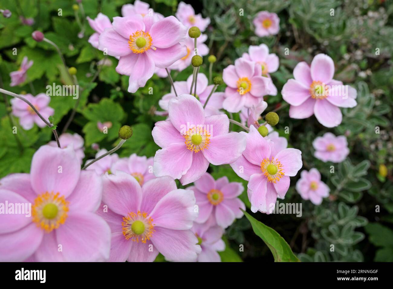 Soft pink Japanese Anemone hybrida 'RobustissimaÕ, also known as a ...
