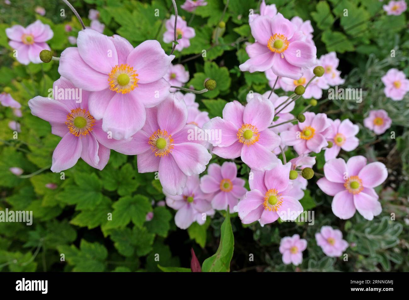 Soft pink Japanese Anemone hybrida 'RobustissimaÕ, also known as a ...