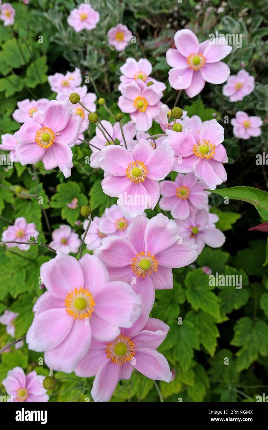 Soft pink Japanese Anemone hybrida 'RobustissimaÕ, also known as a ...
