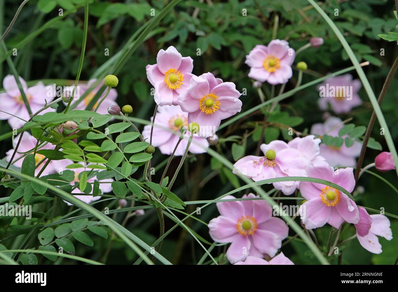 Anemone hybrida robustissima hi-res stock photography and images - Alamy