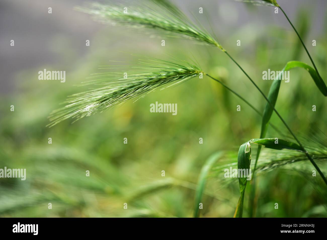 Green wheat field waving hi-res stock photography and images - Alamy