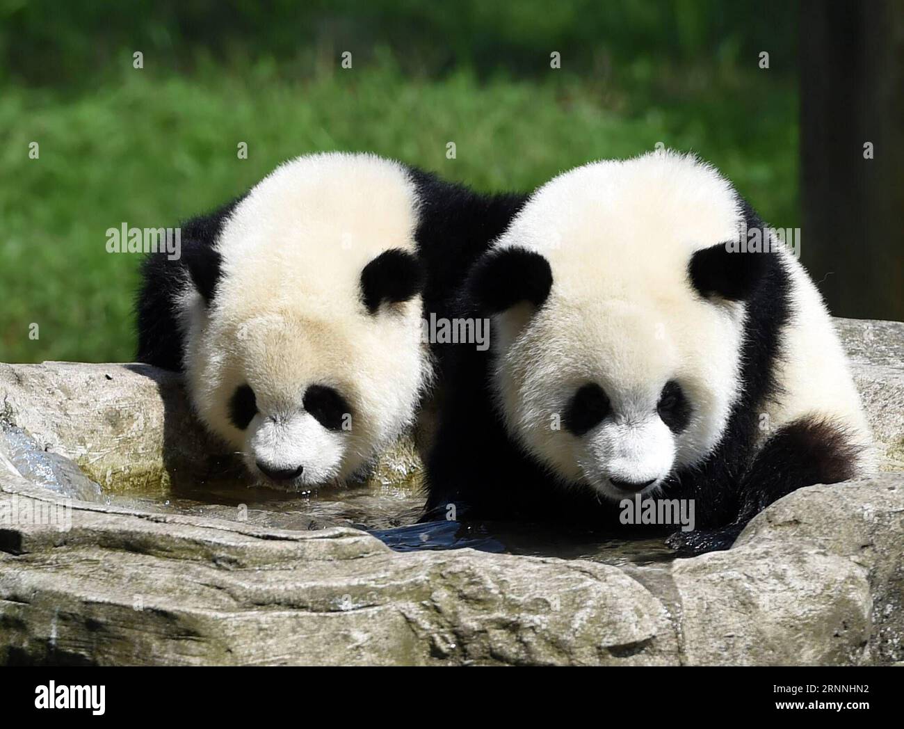 (170716) -- BEIJING, July 16, 2017 -- Giant panda twins Yu Bao and Yu ...