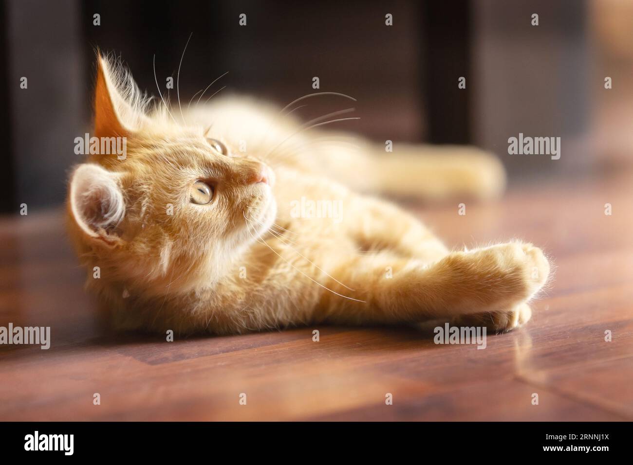 Portrait of lying playful ginger cat kitten raising up paw, looking up ...