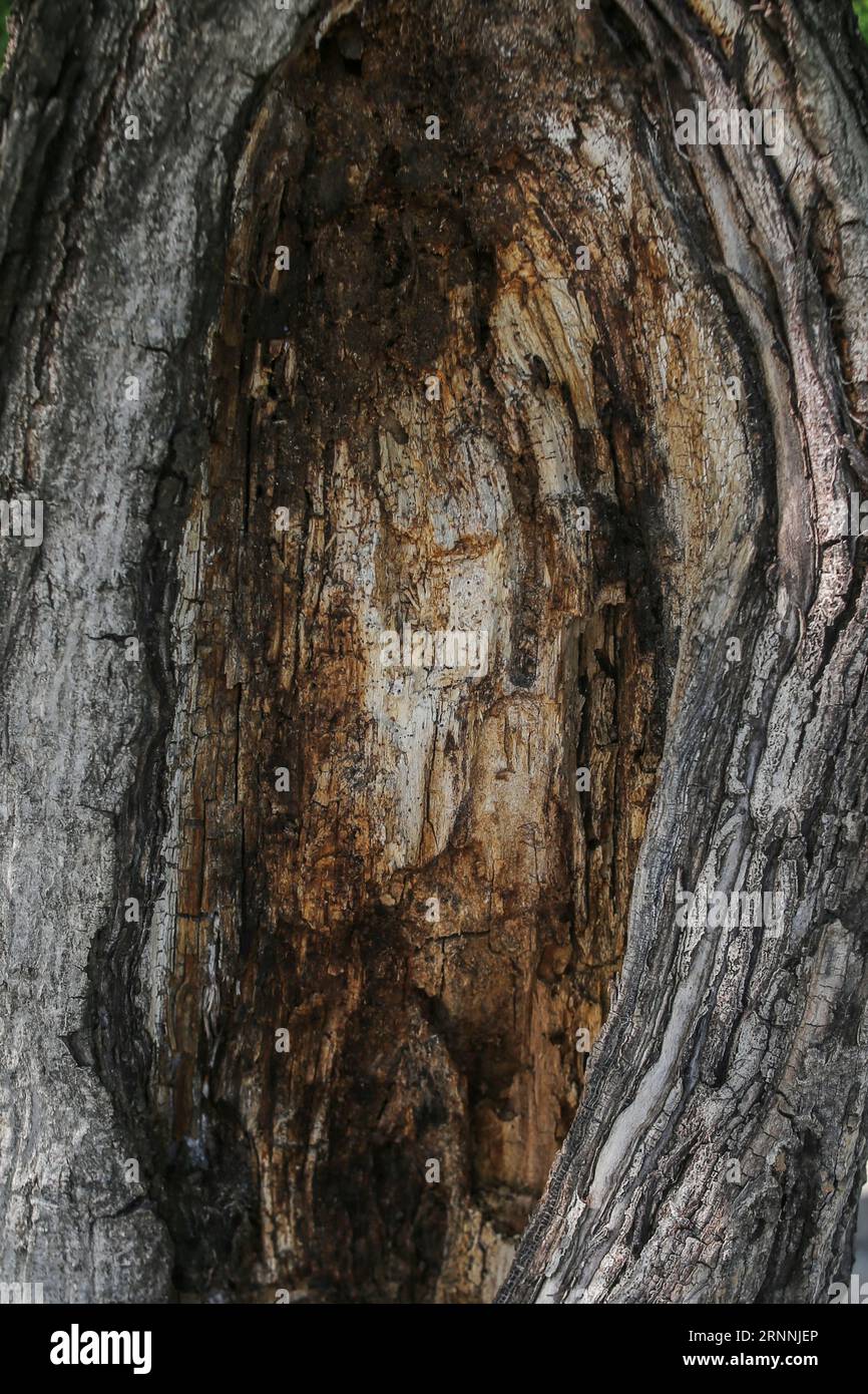 A vertical closeup of a cracked tree trunk texture Stock Photo - Alamy