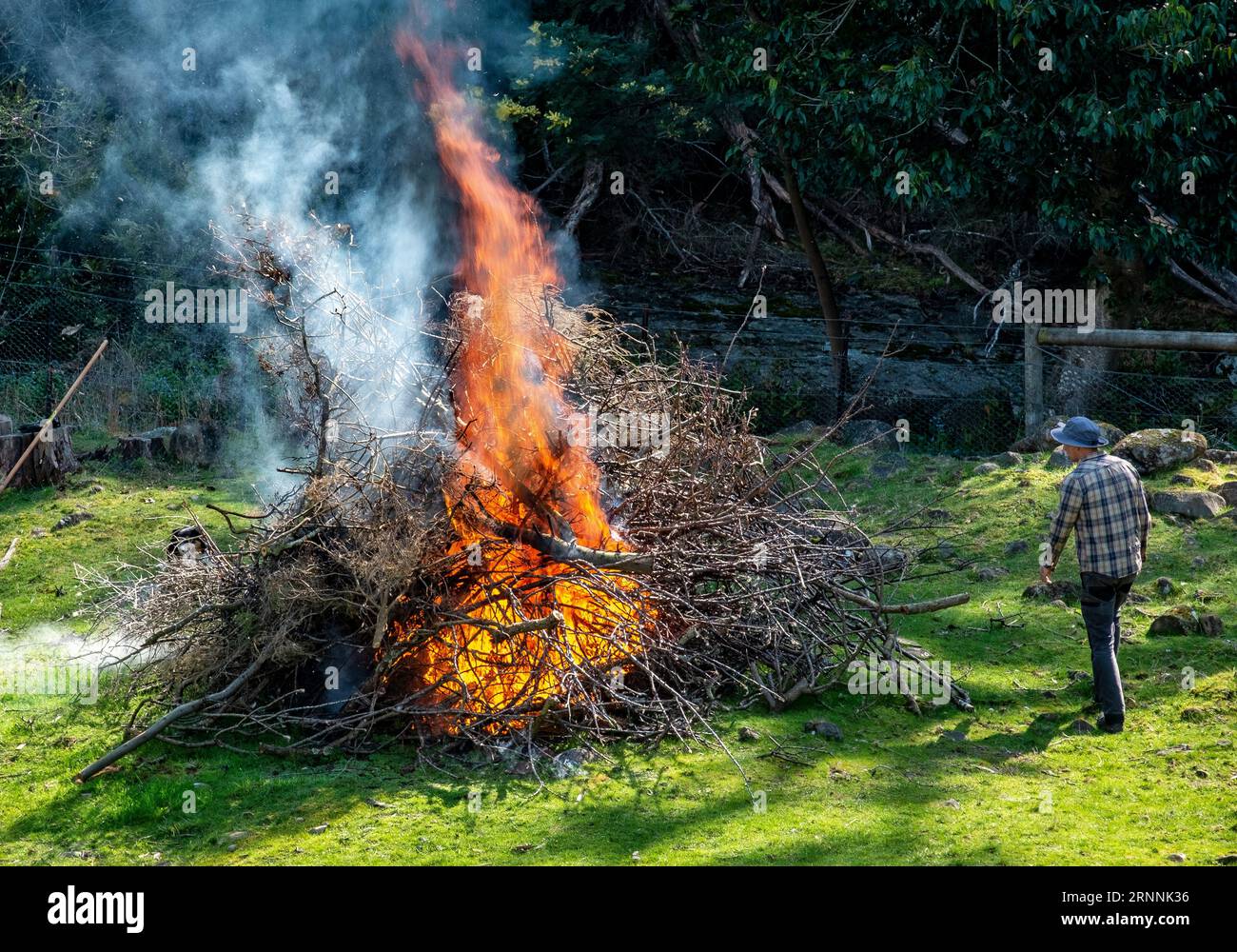 Man supervising garden bonfire of tree pruning and branches Stock Photo ...