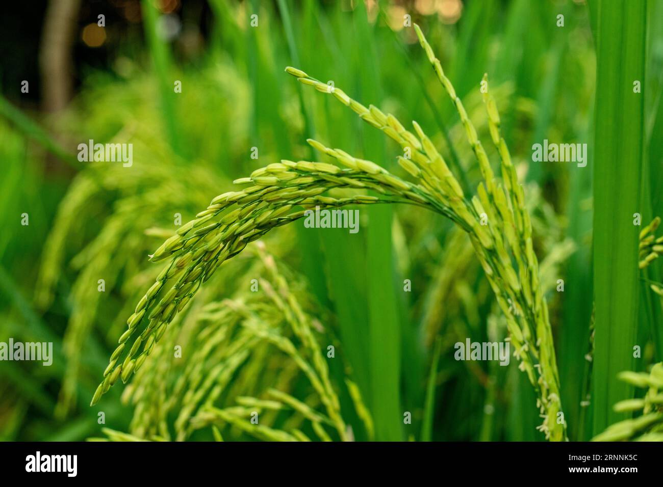 Paddy fields are a traditional agricultural method of growing rice in ...