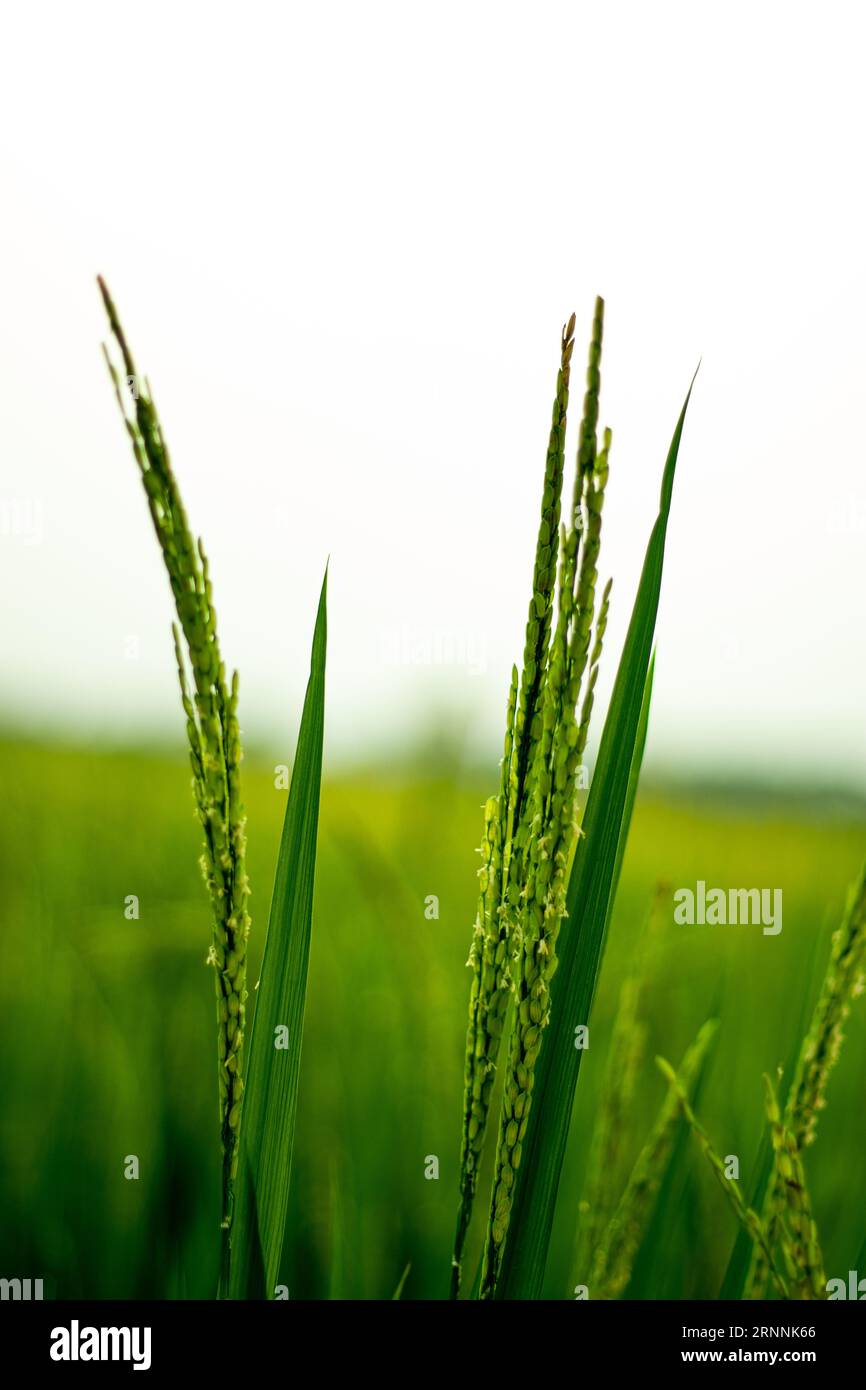 Raw green paddy field ecosystem is composed of surface water. Rice is ...