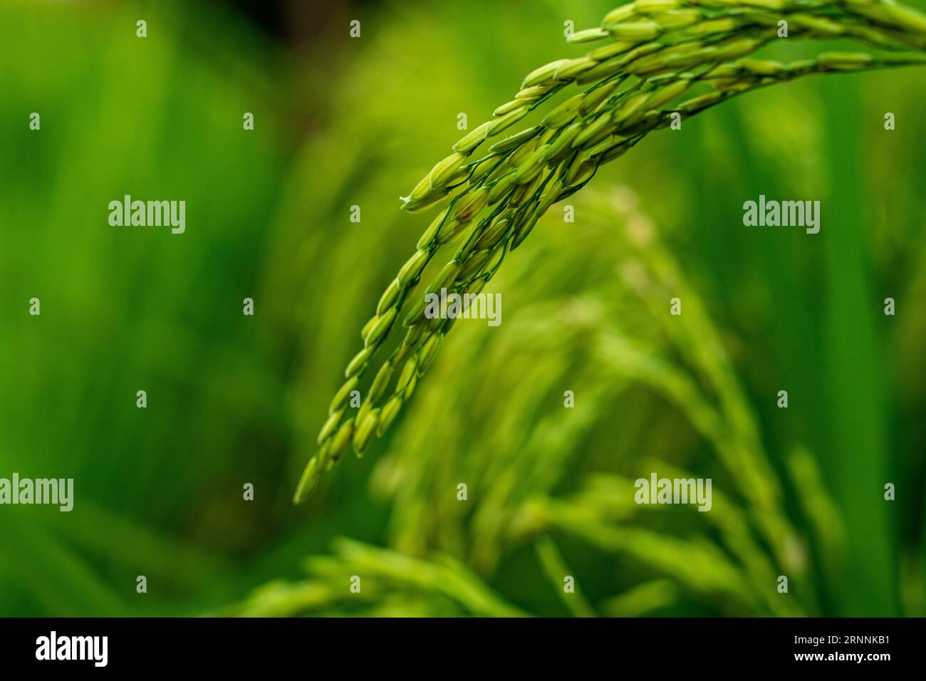 Rice in the field is waiting for harvest. Paddy, also called rice paddy ...