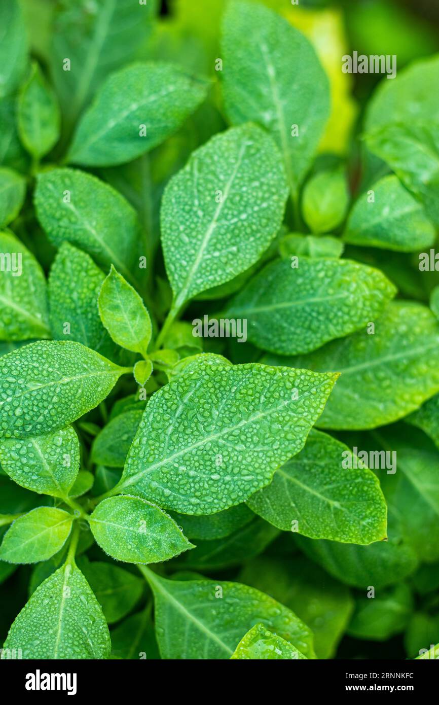 Spindly plant hi-res stock photography and images - Alamy