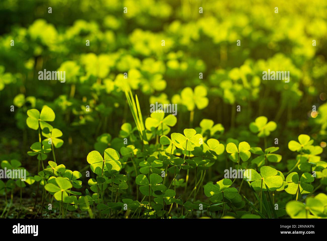 Light and shadow nature hi-res stock photography and images - Alamy