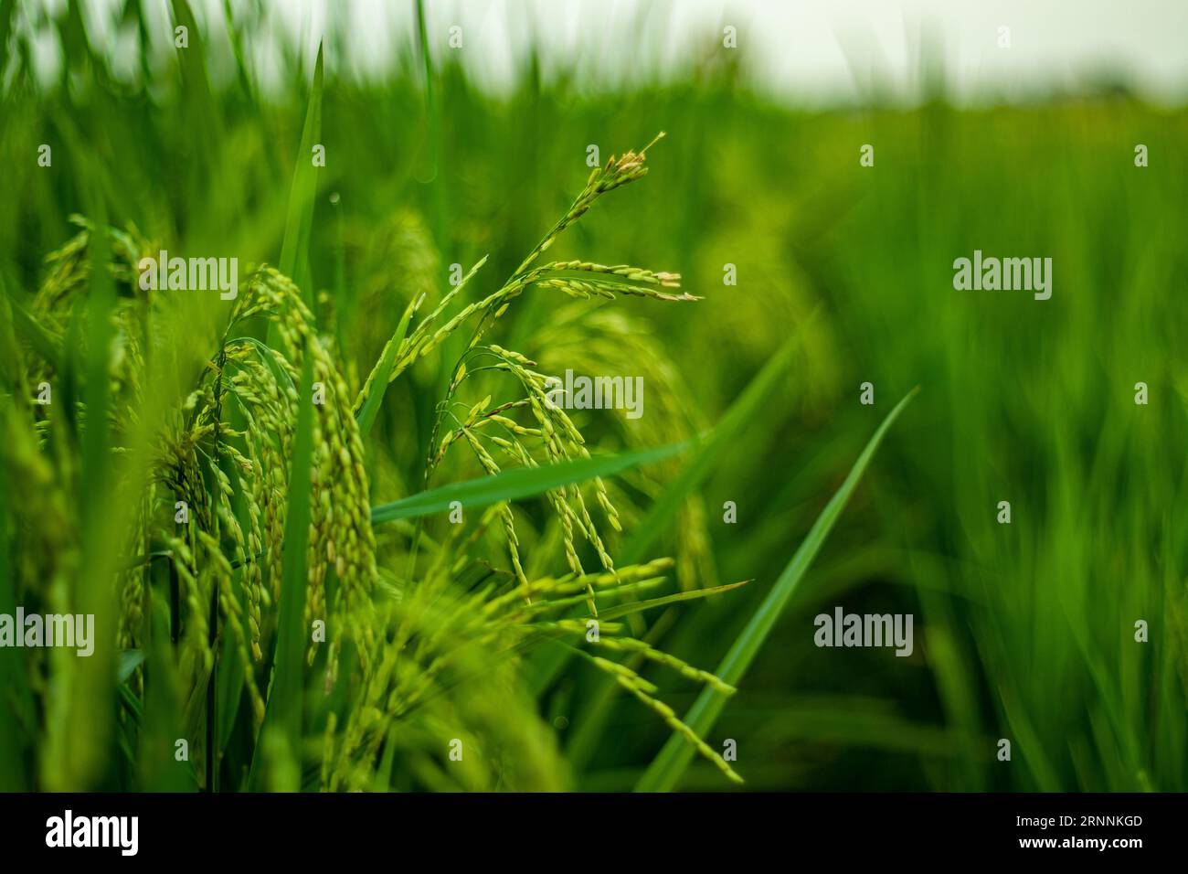 The lush green paddy fields never fail to catch your attention. A paddy ...