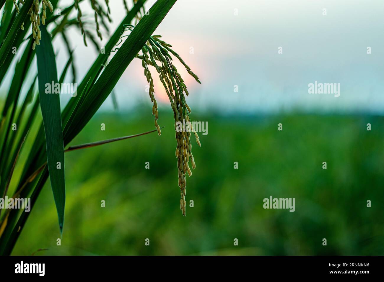 Green rice with grains that begin to fill. Green rice grains are grown ...