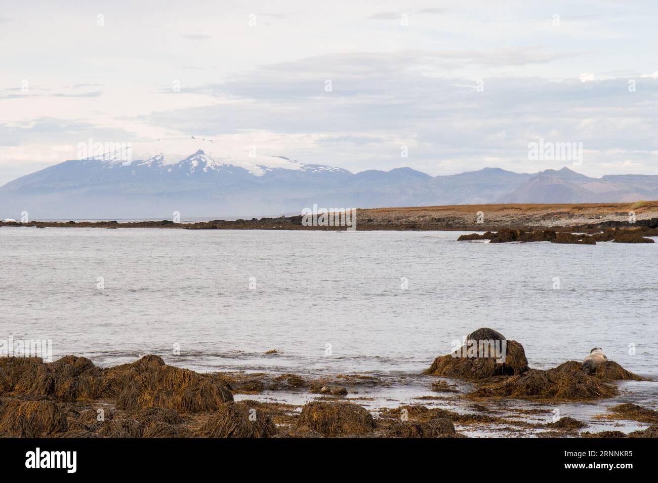 Photographer seals hi-res stock photography and images - Alamy