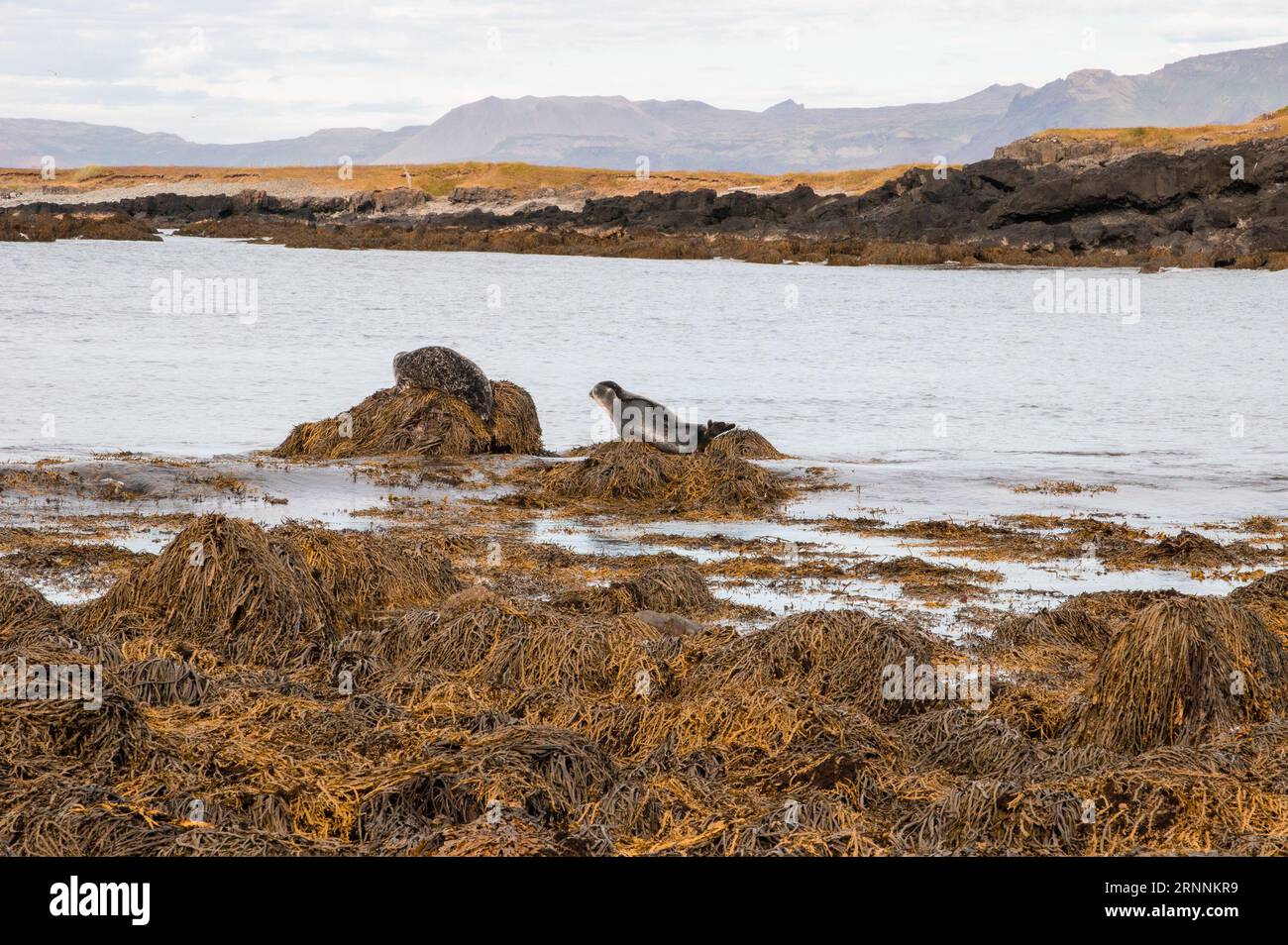 Photographer seals hi-res stock photography and images - Alamy