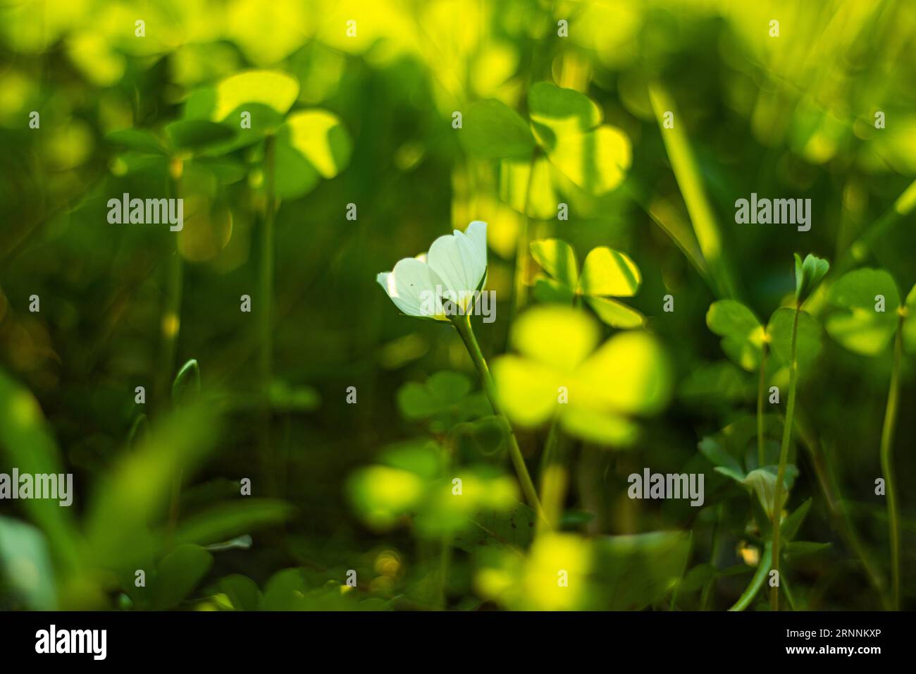 Tiny wild grass flower. Morning sun rays on the small green grass are a ...