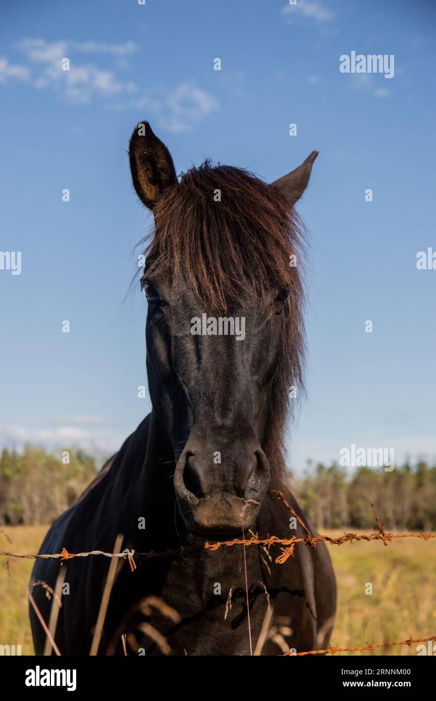 Foto horse hi-res stock photography and images - Alamy