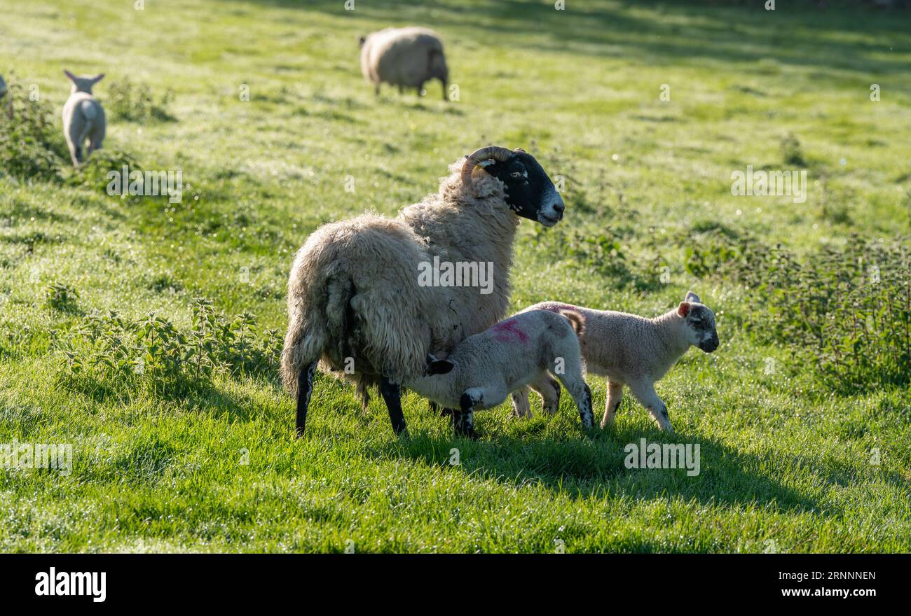 Sheep with Lambs and wild animals Stock Photo - Alamy