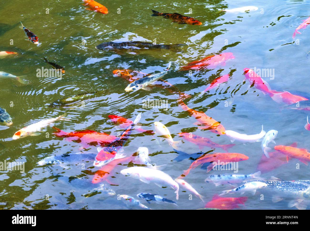 Color fishes in a pond. Different fish in the water Stock Photo - Alamy