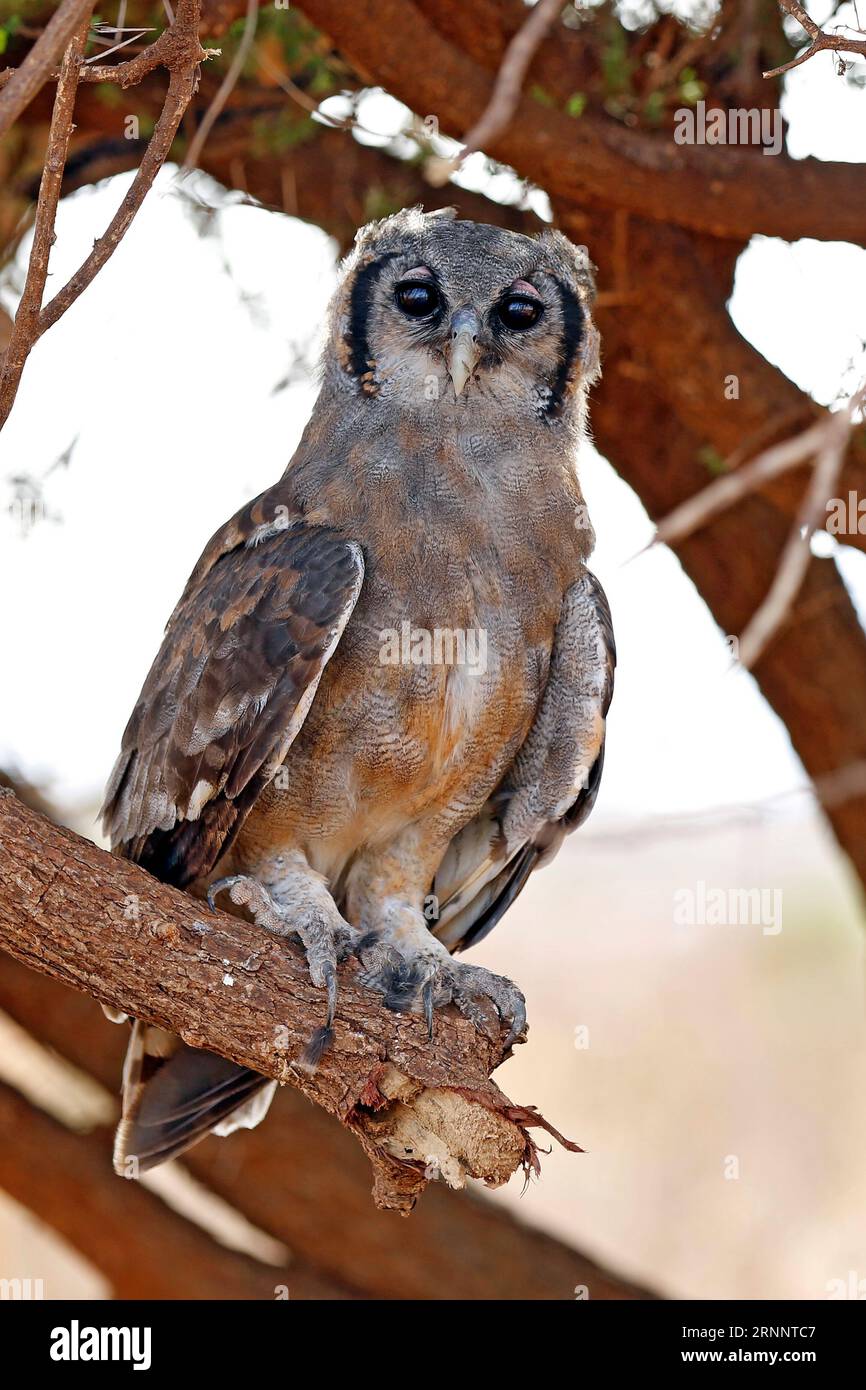 Verreaux's Eagle-owl (Ketupa lacteal, aka Milky Eagle Owl, Giant Eagle ...