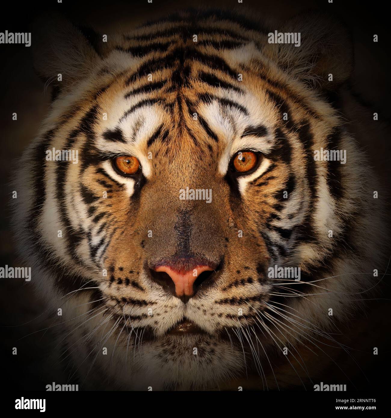 Close up Tiger face, isolated on black background Stock Photo - Alamy
