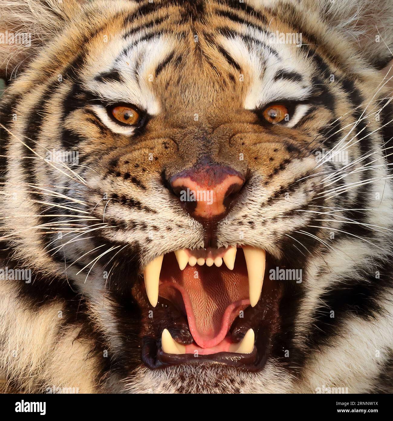Indochinese tiger isolated hi-res stock photography and images - Alamy