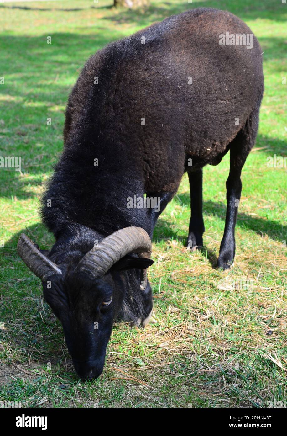 Ram animal hi-res stock photography and images - Alamy