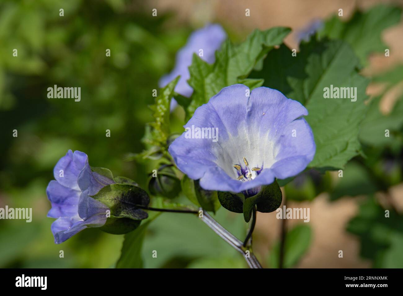 Apple-of-Peru blue Nicandra flower of the nightshade family Stock Photo ...