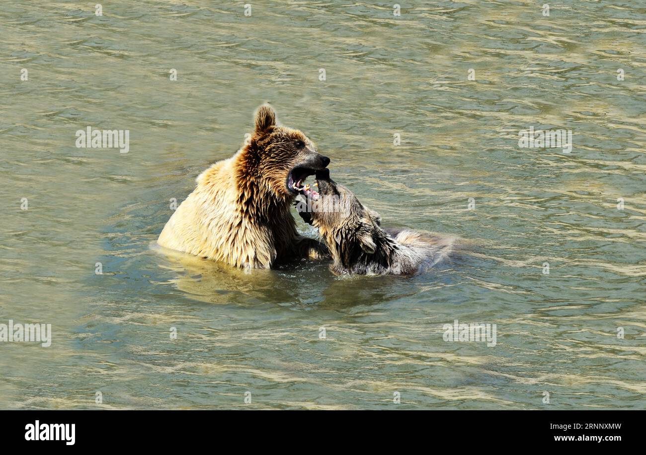 Bear fight dogs hi-res stock photography and images - Alamy