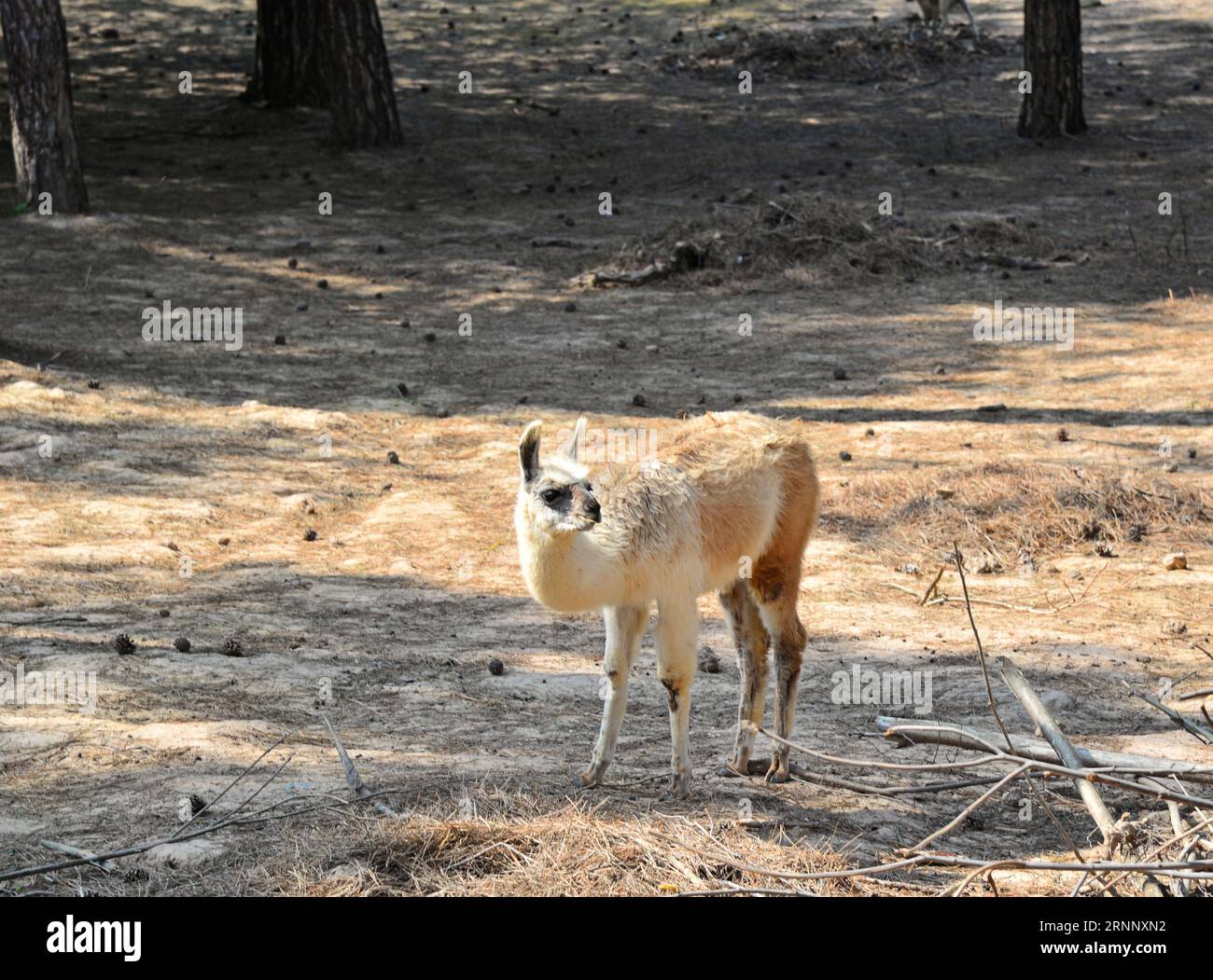 Portrait white llama in wild hi-res stock photography and images - Alamy
