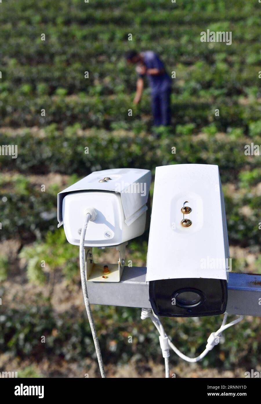 (170801) -- XUAN EN, Aug. 1, 2017 -- Photo taken on Aug. 1, 2017 shows ...