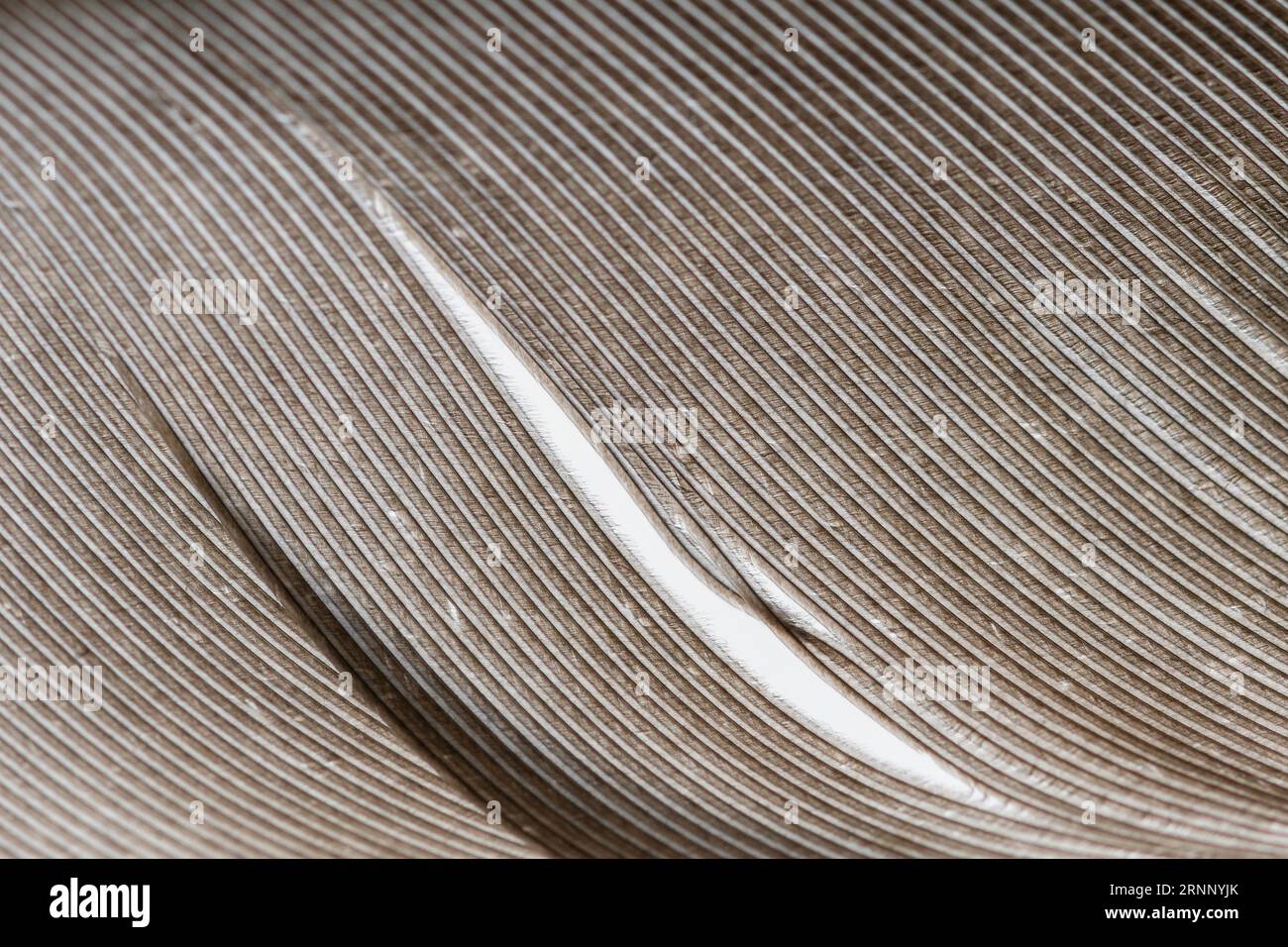Close-up detail of the parts of a bird feather Stock Photo - Alamy
