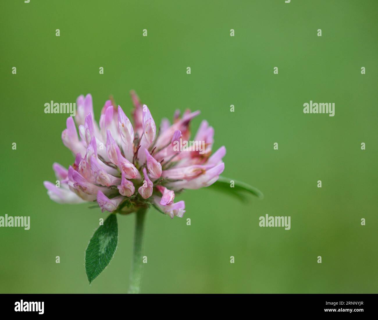 Trébol macro hi-res stock photography and images - Alamy