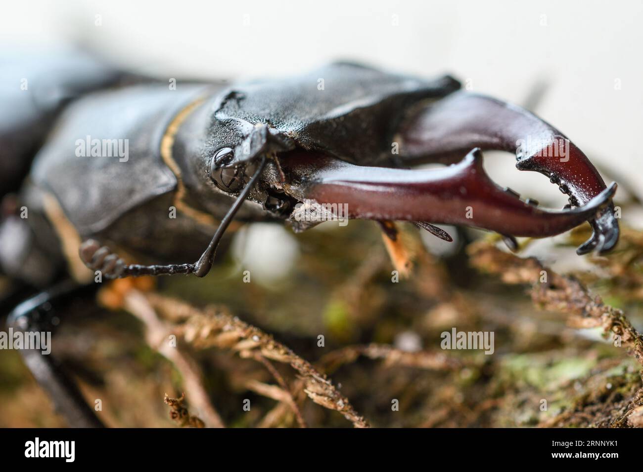 Plantas fauna hi-res stock photography and images - Alamy
