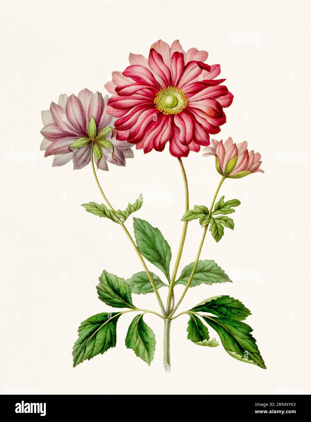 Vintage-style botanical flower artwork in full bloom Stock Photo - Alamy