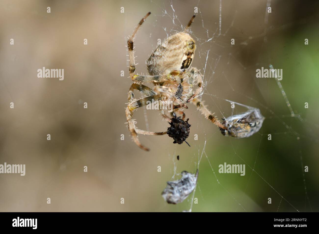 Animales de tela hi-res stock photography and images - Alamy